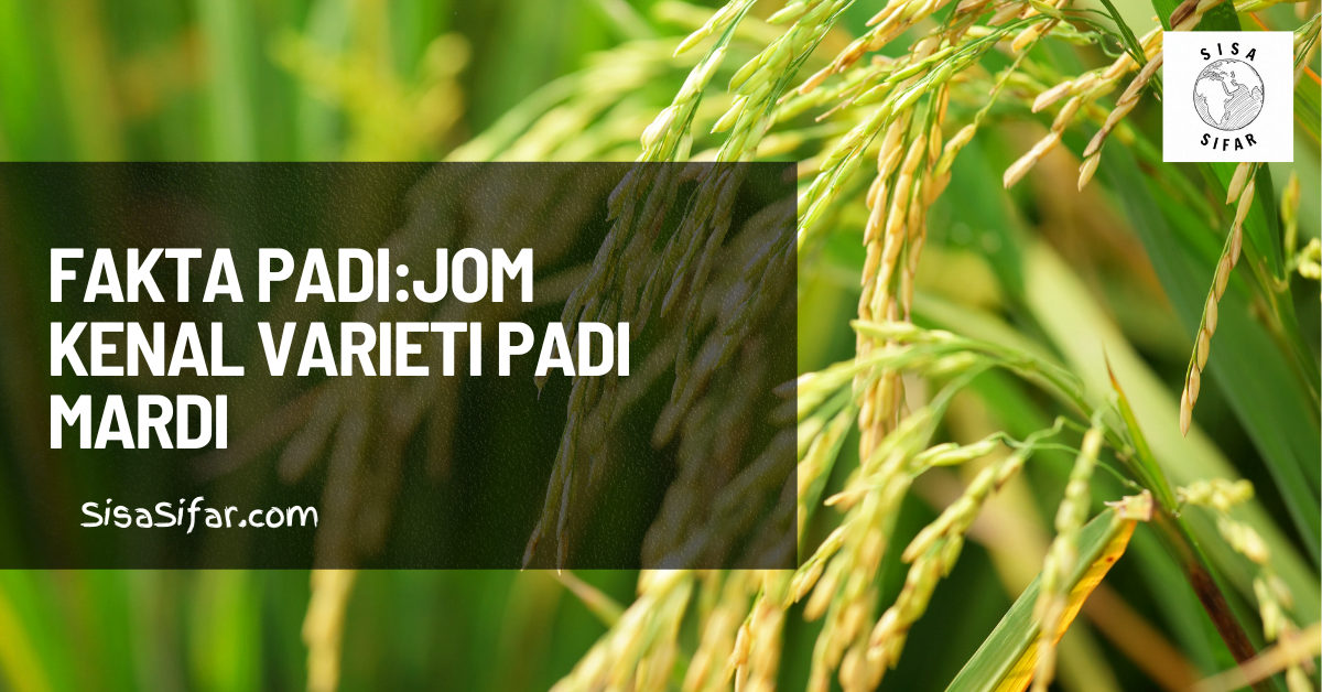FAKTA PADI:JOM KENAL VARIETI PADI MARDI – Sisa Sifar